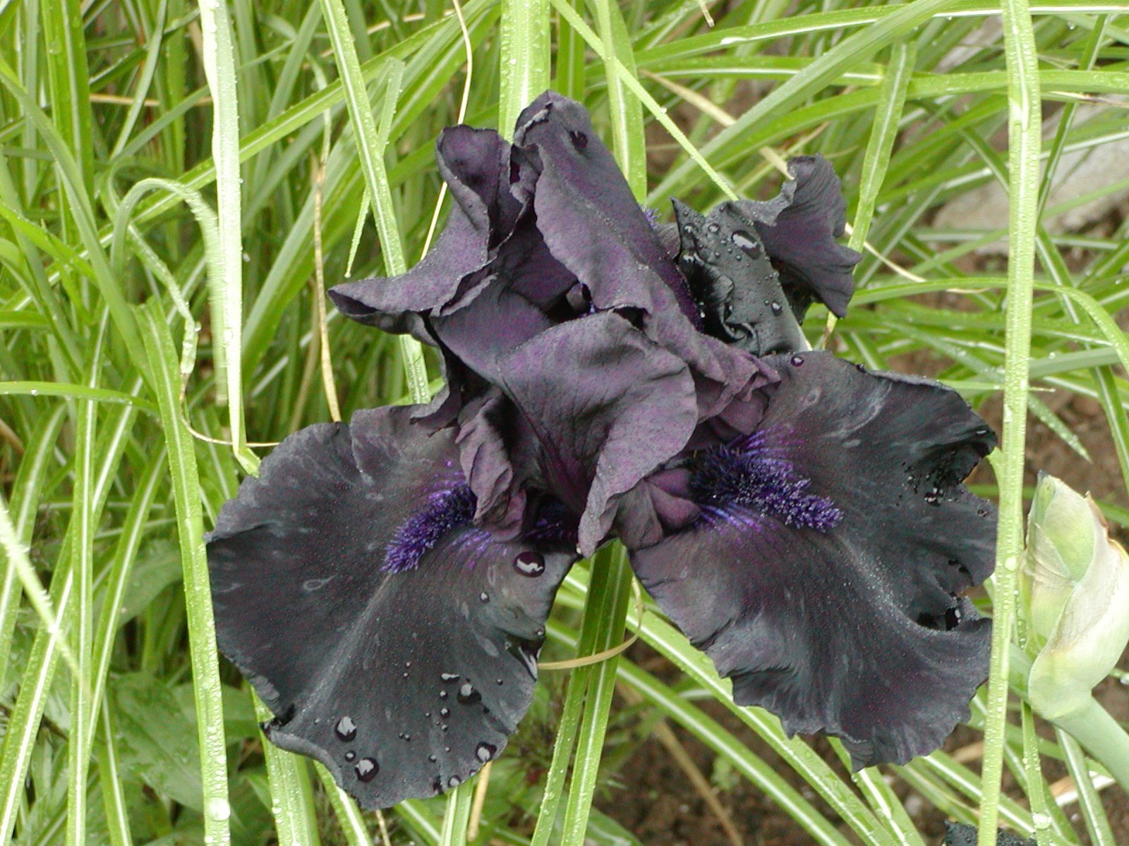 Moonlight garden meets goth foliage - 585 magazine