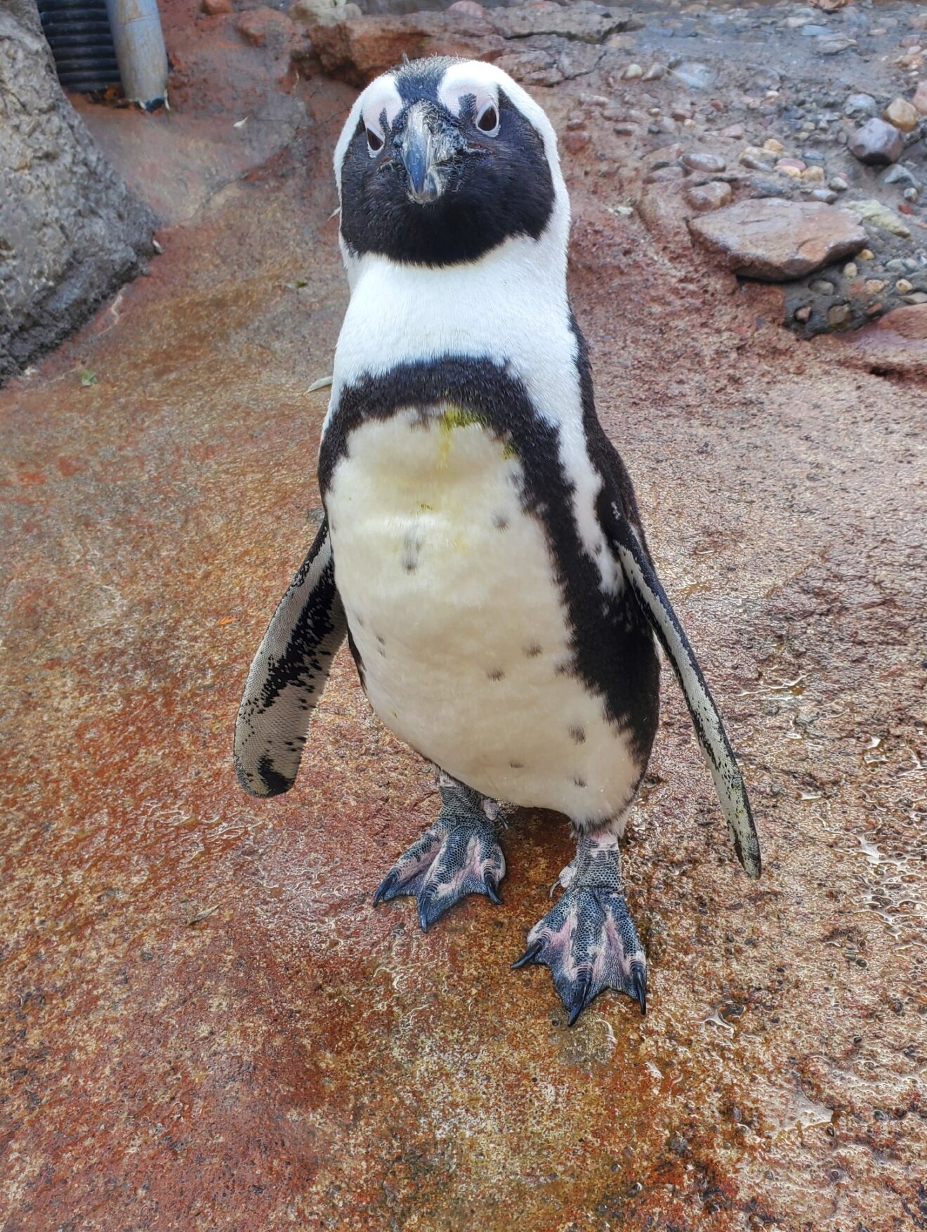 Meet Gizmo the African Penguin at the Seneca Park Zoo - 585 magazine