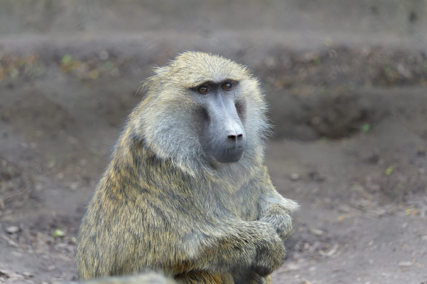 Monkey business at the Seneca Park Zoo - 585 magazine